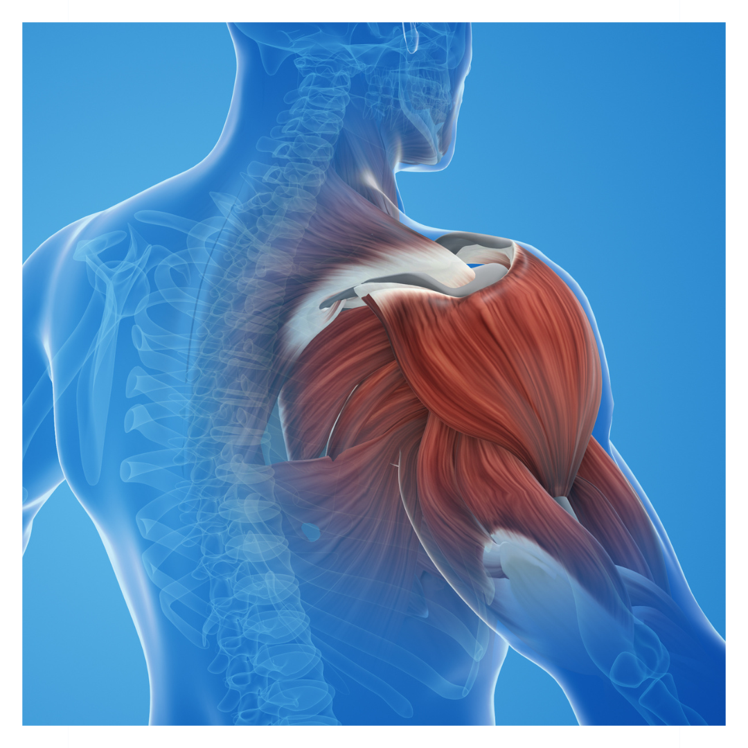 Top Exercises for Shoulder Strengthening and Flexibility - Austin ...